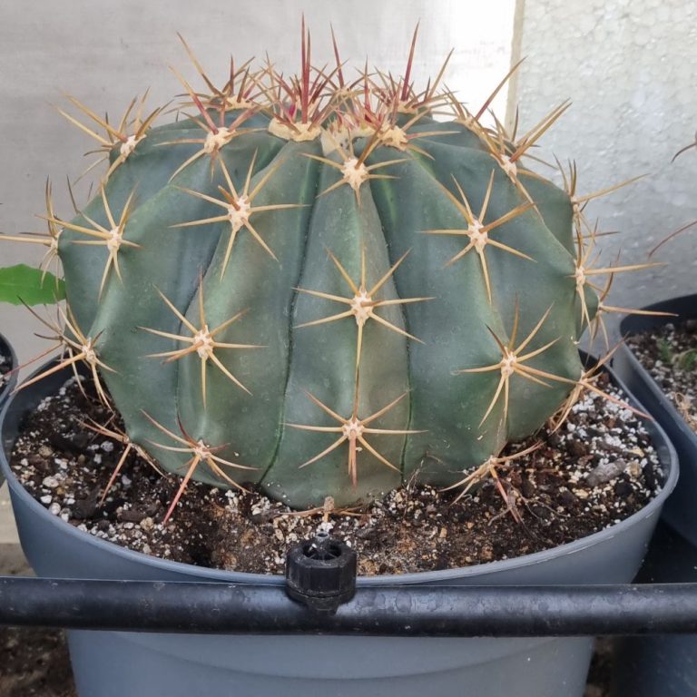 Tienda Cactus grandes Verde Quinta - Cactería Verde Quinta